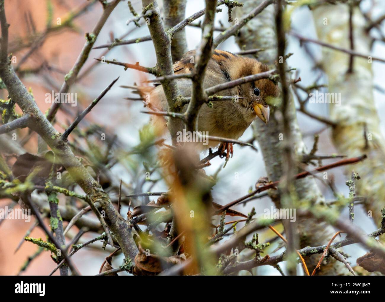 In Dublin's Father Collins Park, a charming female House Sparrow ...