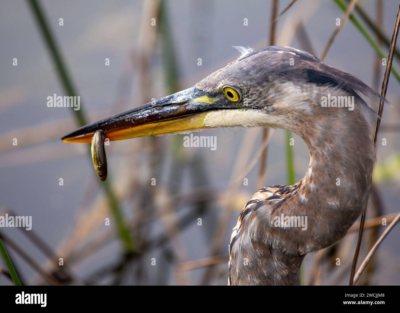 In the heart of San Francisco, a majestic Great Blue Heron graces Heron ...