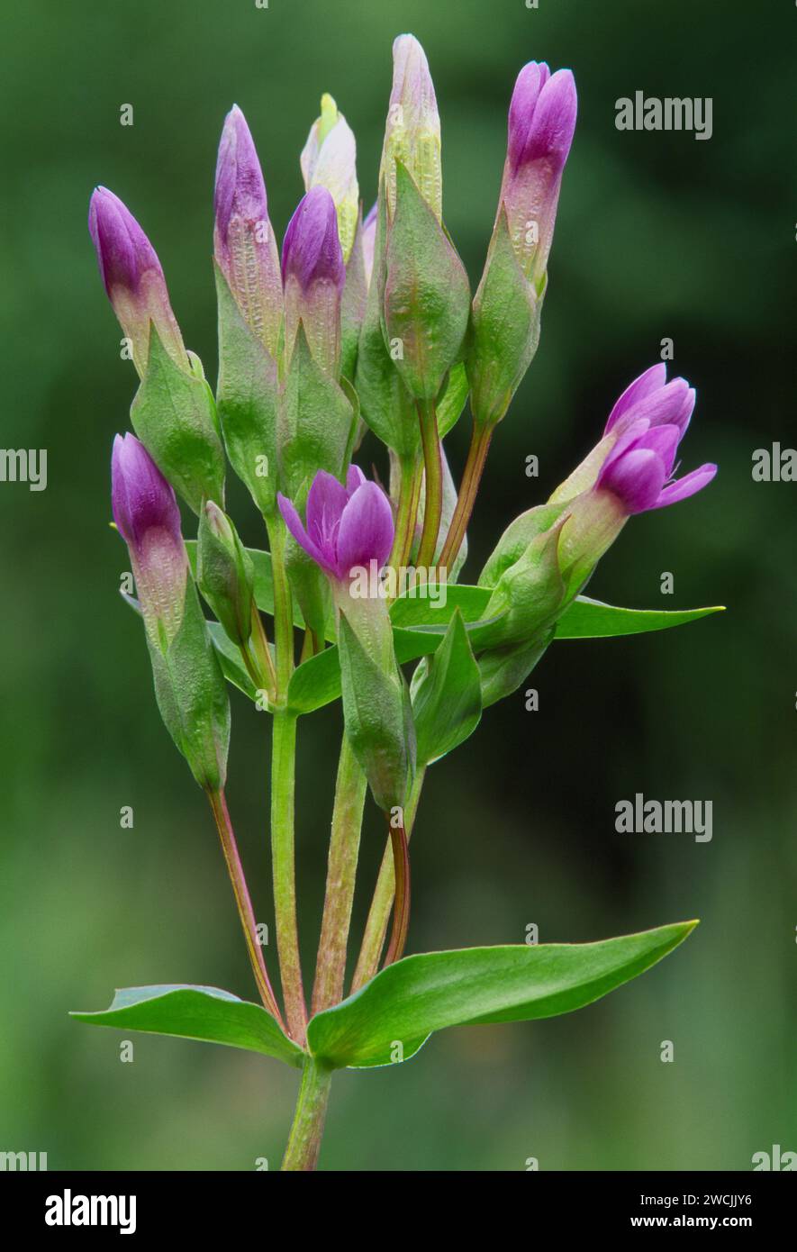 Wildflowers july hi-res stock photography and images - Alamy