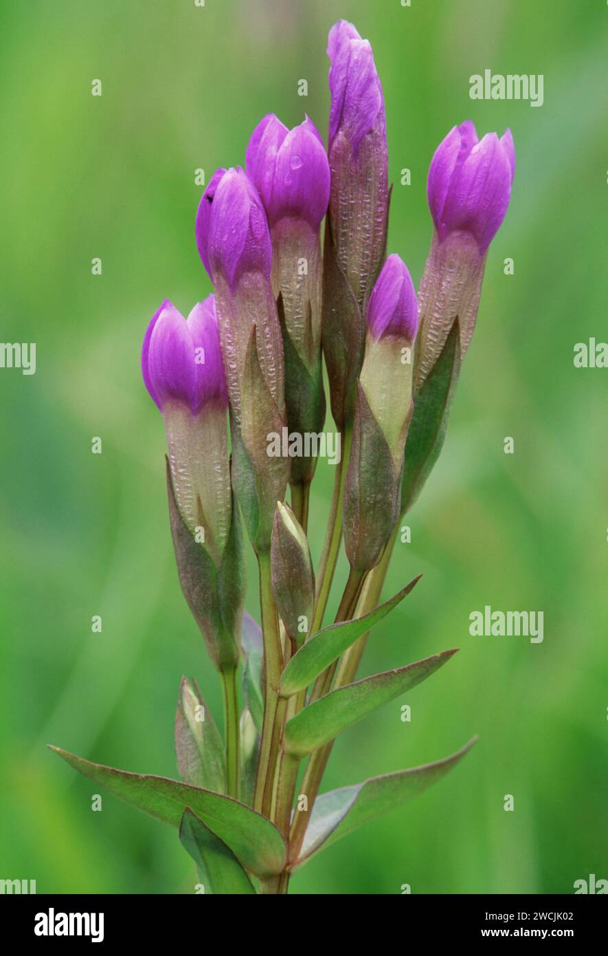 Field Gentian / Felwort (Gentianella campestris), growing in croftland ...