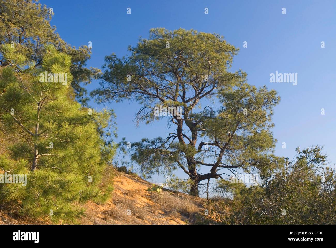 Torrey pines hiking san diego hi-res stock photography and images - Alamy