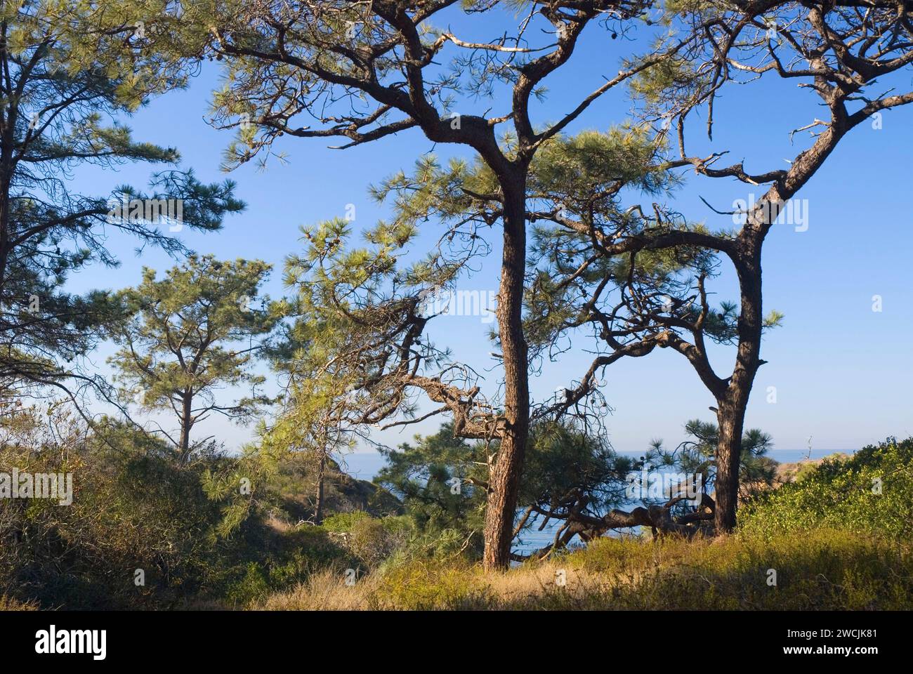 Torrey pines hiking san diego hi-res stock photography and images - Alamy
