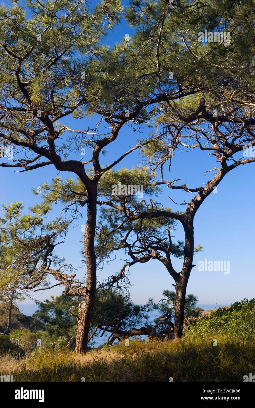 Torrey pines hiking san diego hi-res stock photography and images - Alamy