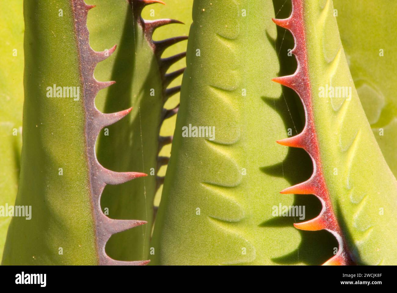 Shaws agave agave shawii hi-res stock photography and images - Alamy