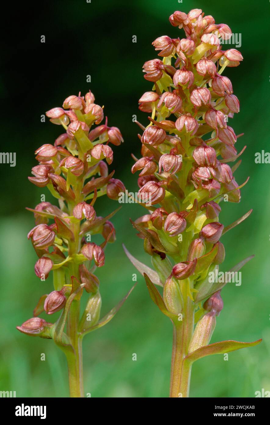 Frog Orchid (Dactylorhiza viridis) flower spikes of plants growing on ...