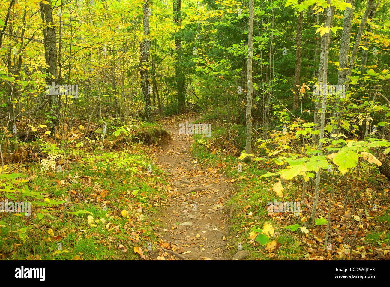 St Peter’s Dome Trail, St Peters Dome Management Area, Chequamegon ...