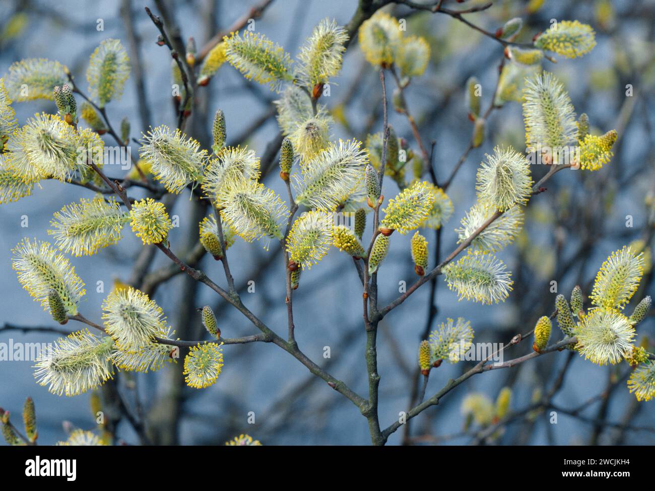 Goat Willow / Sallow (Salix caprea) flowers in spring, Midlothian ...