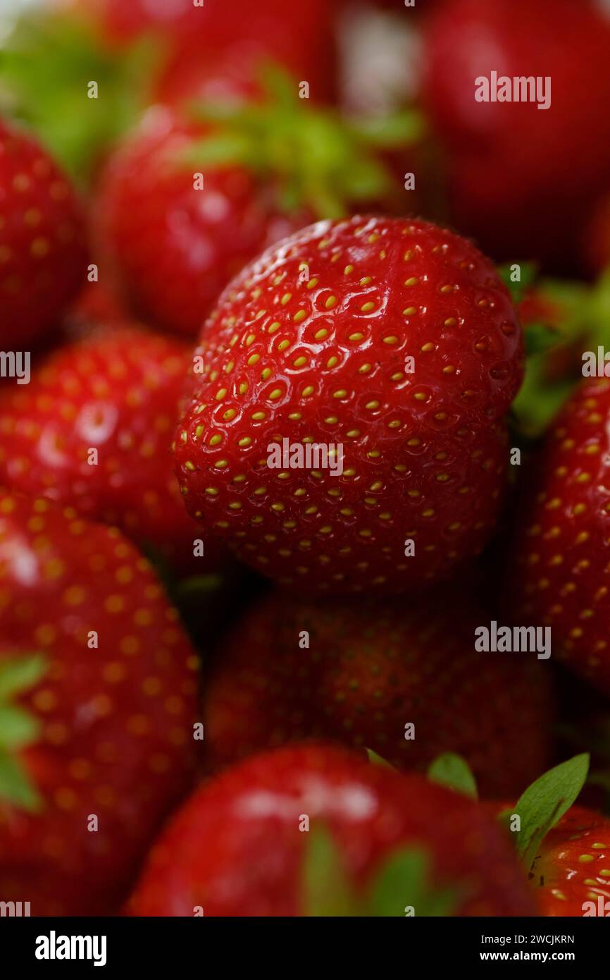 Fragaria genus hi-res stock photography and images - Alamy