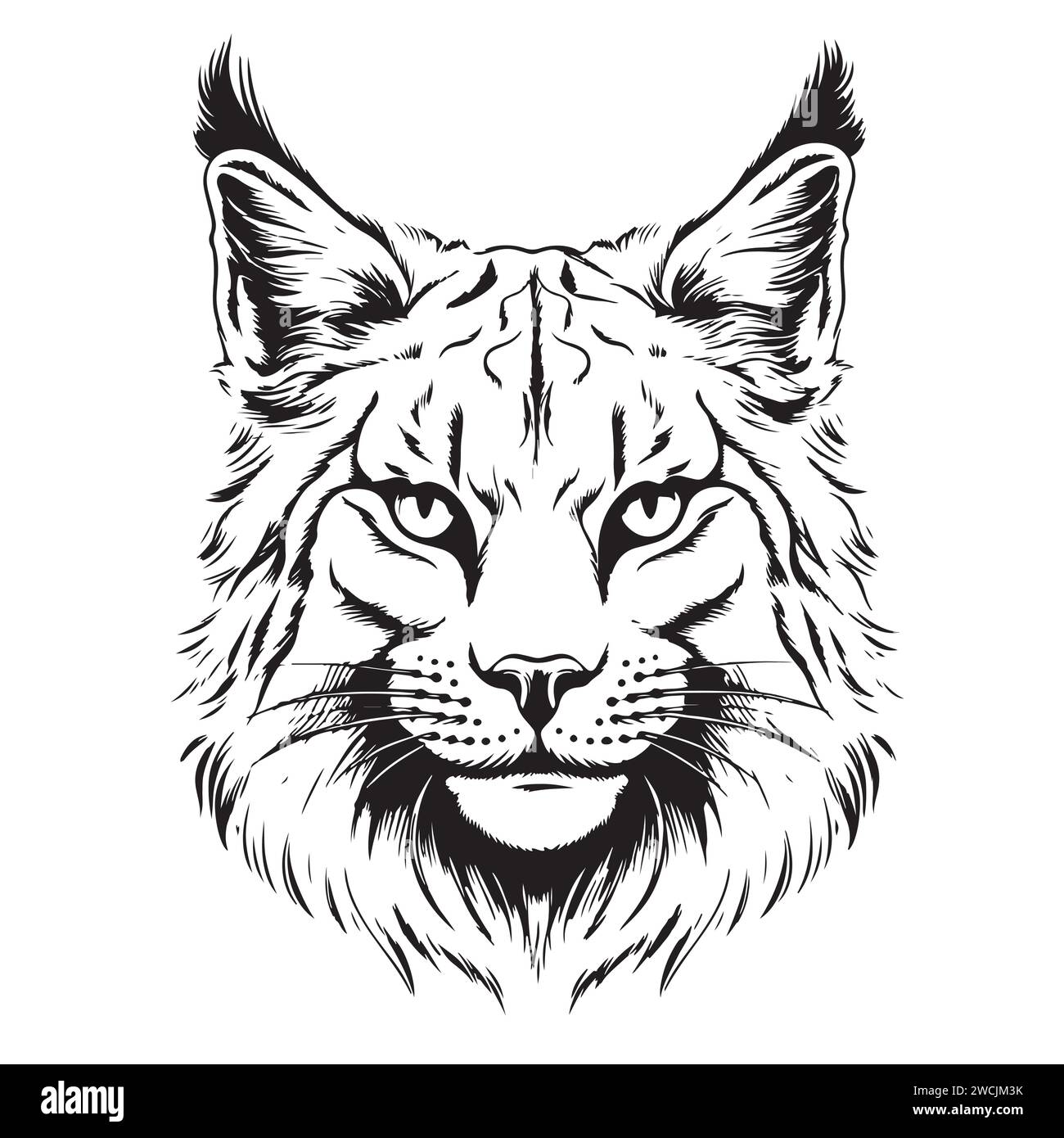 Lynx. Sketch, drawn, graphic portrait of a lynx head on a white ...