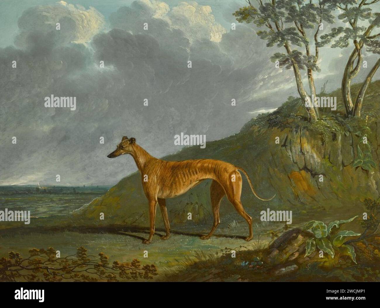Brindle greyhound hi-res stock photography and images - Alamy