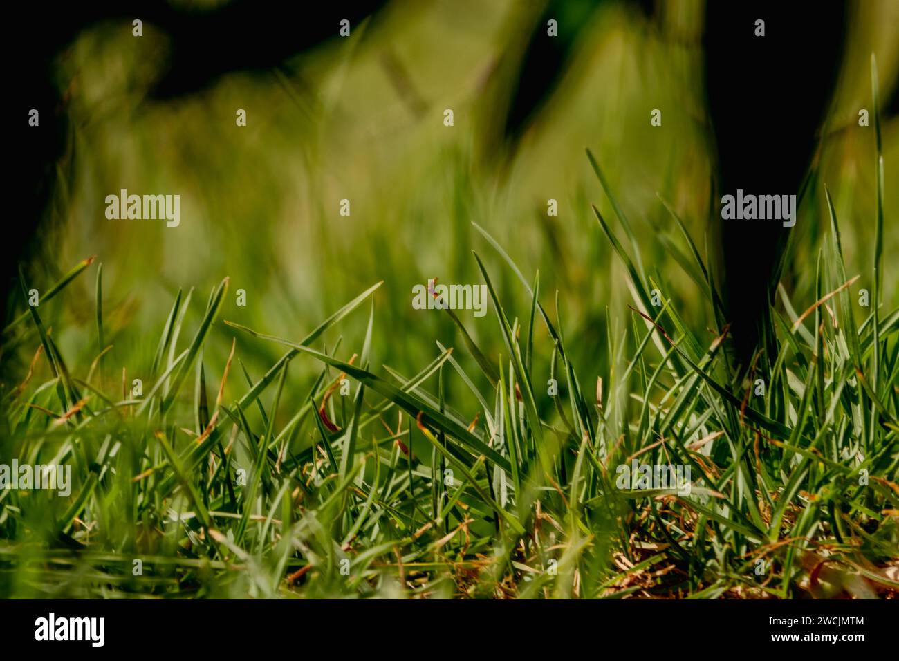 Grass sward hi-res stock photography and images - Alamy