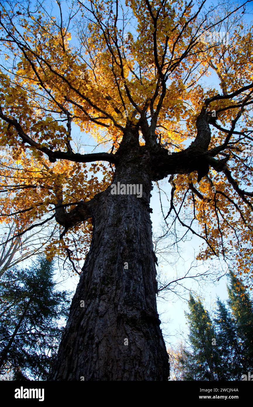 Forest canopy along Perch Lake Trail, Chequamegon-Nicolet National ...