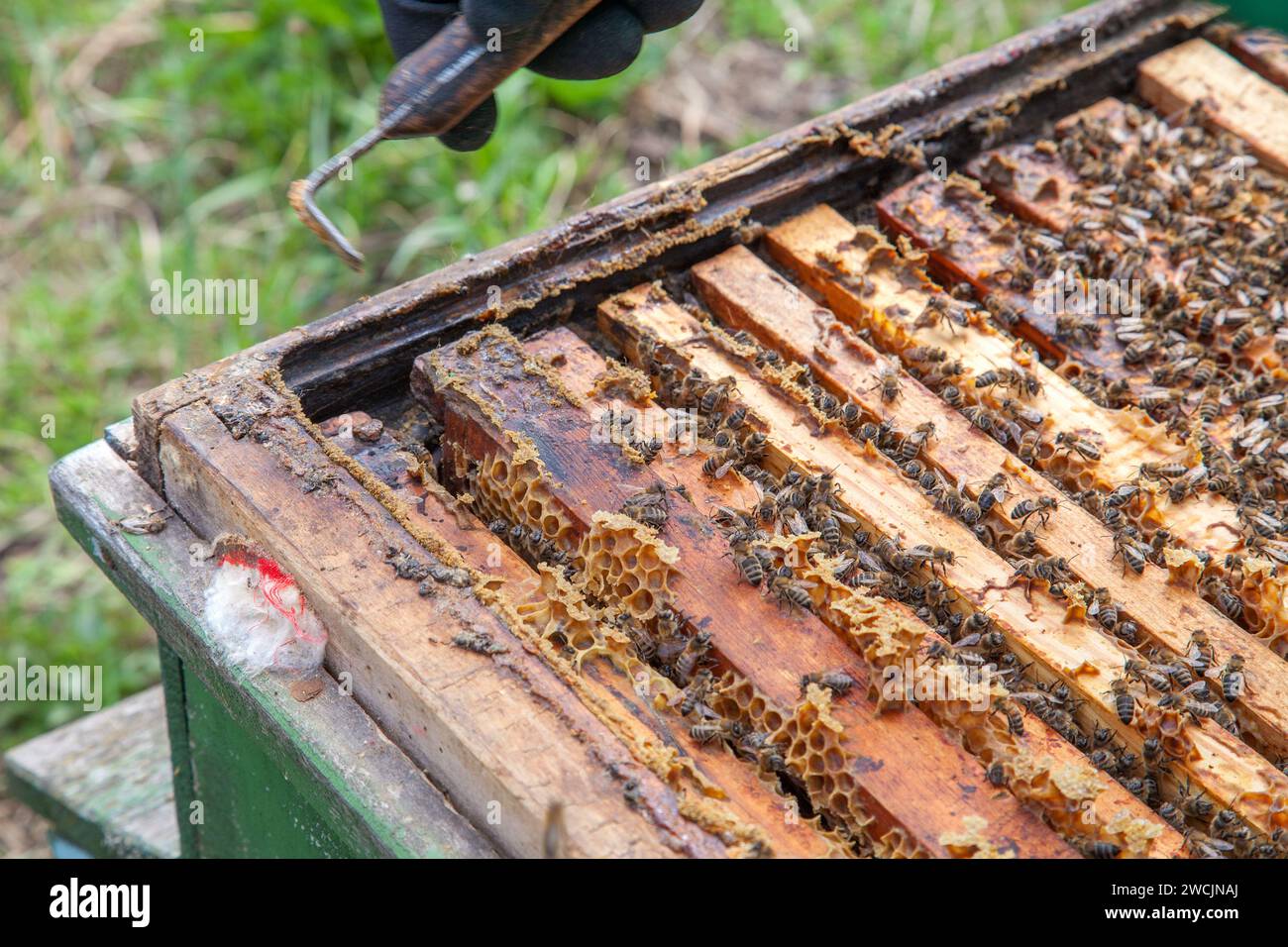 Frames of a beehive. Close up view of the opened hive body showing the ...