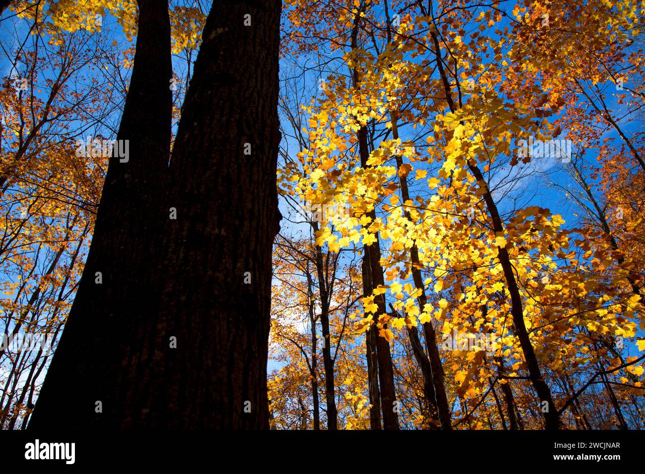 Forest canopy along Perch Lake Trail, Chequamegon-Nicolet National ...