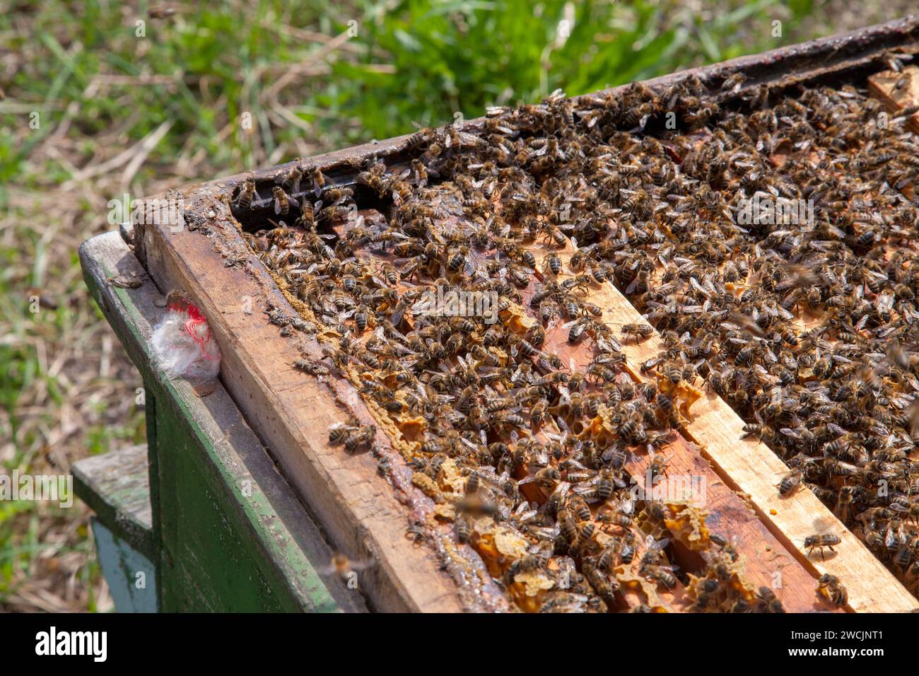 Frames of a beehive. Close up view of the opened hive body showing the ...