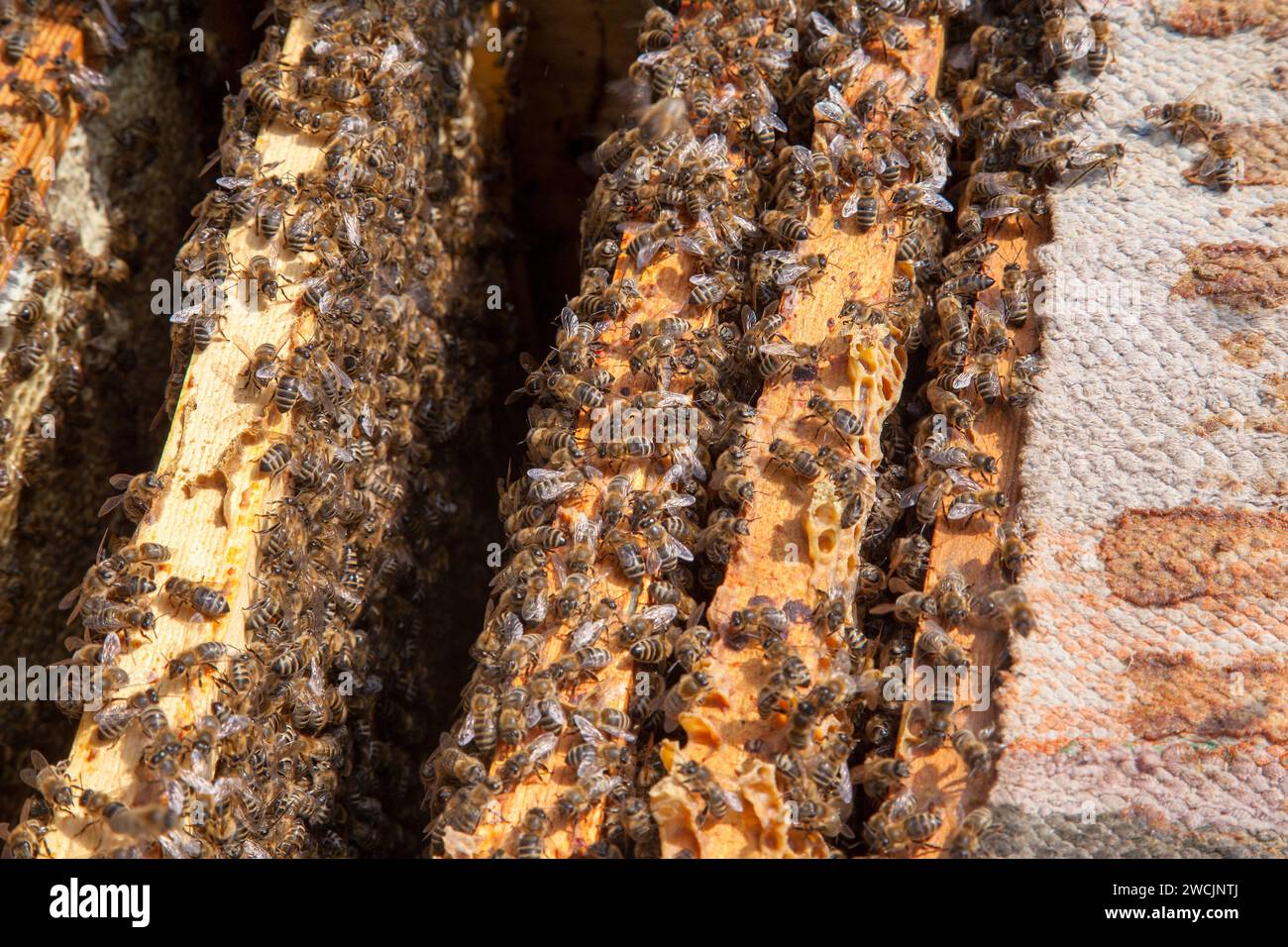 Frames of a beehive. Close up view of the opened hive body showing the ...