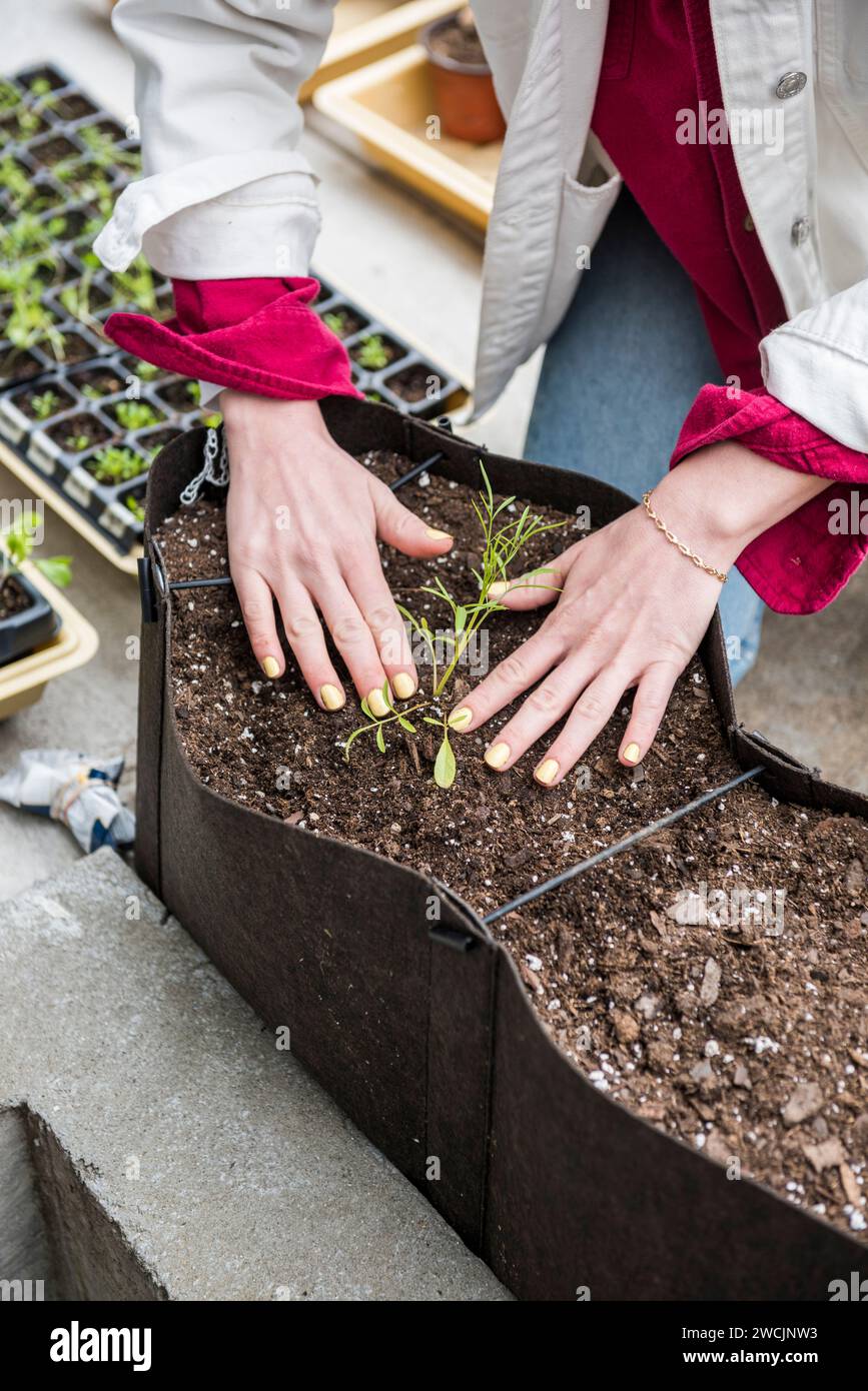 Transplant seedling hi-res stock photography and images - Alamy