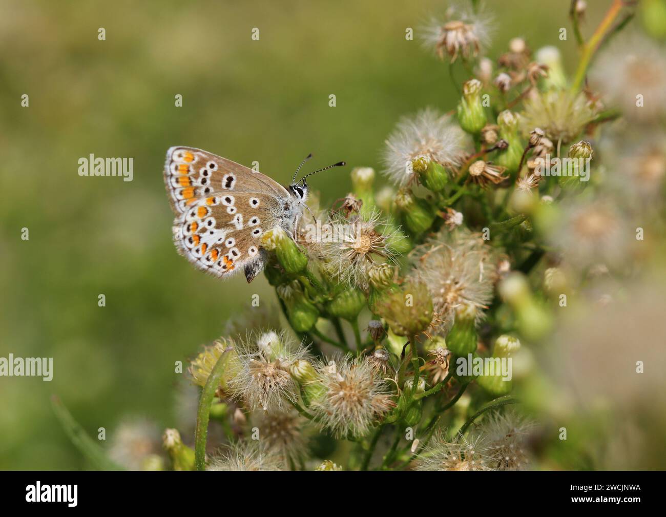 British brown butterfly hi-res stock photography and images - Alamy