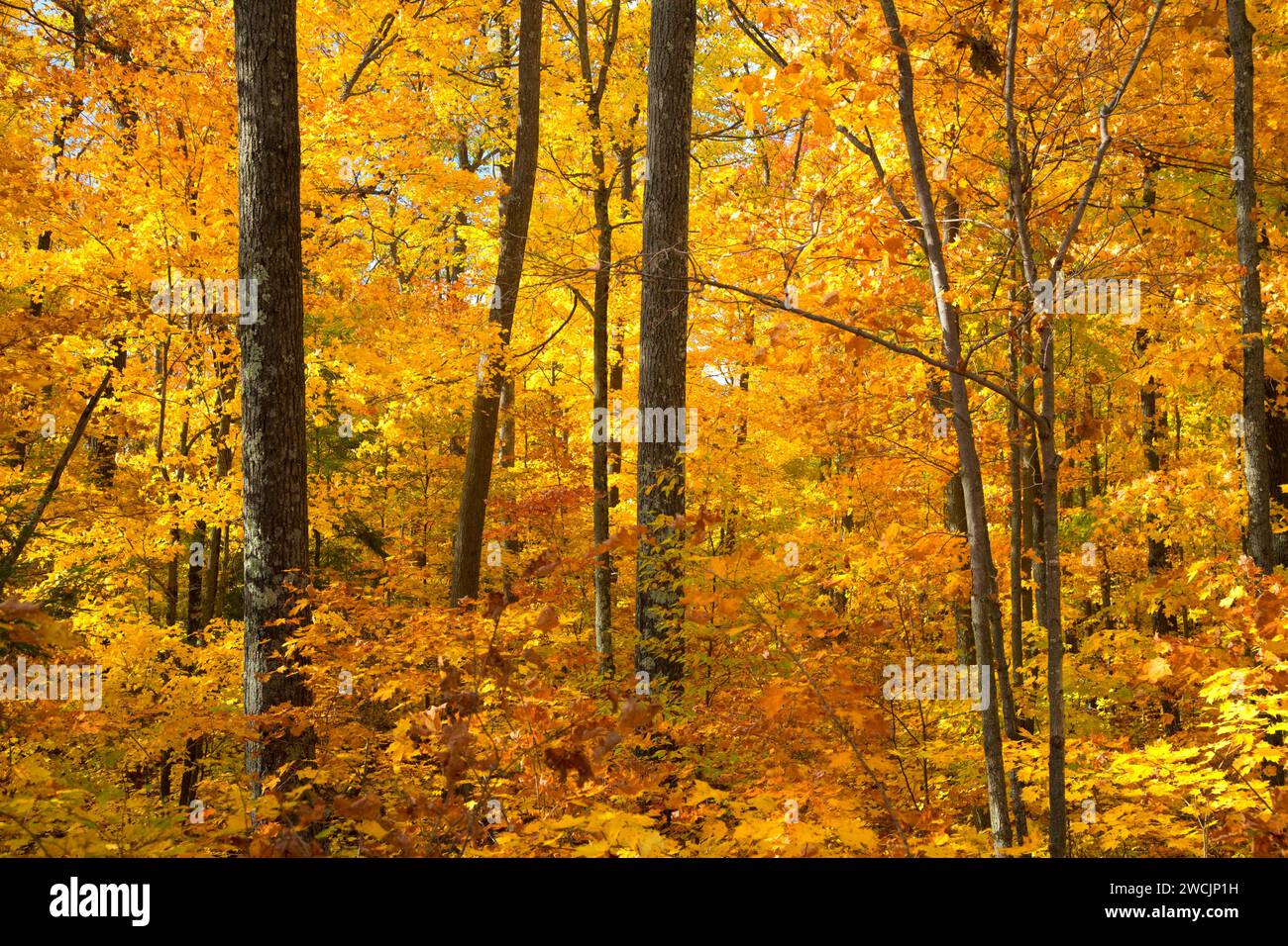 Forest along Raven Nature Trail, Northern Highland American Legion ...