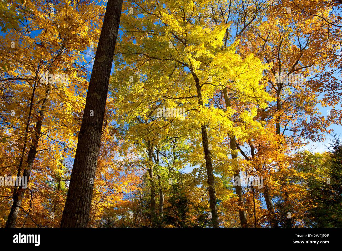 Forest along Raven Nature Trail, Northern Highland American Legion ...