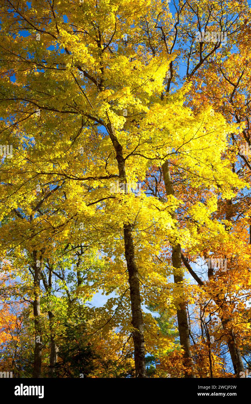 Forest along Raven Nature Trail, Northern Highland American Legion ...