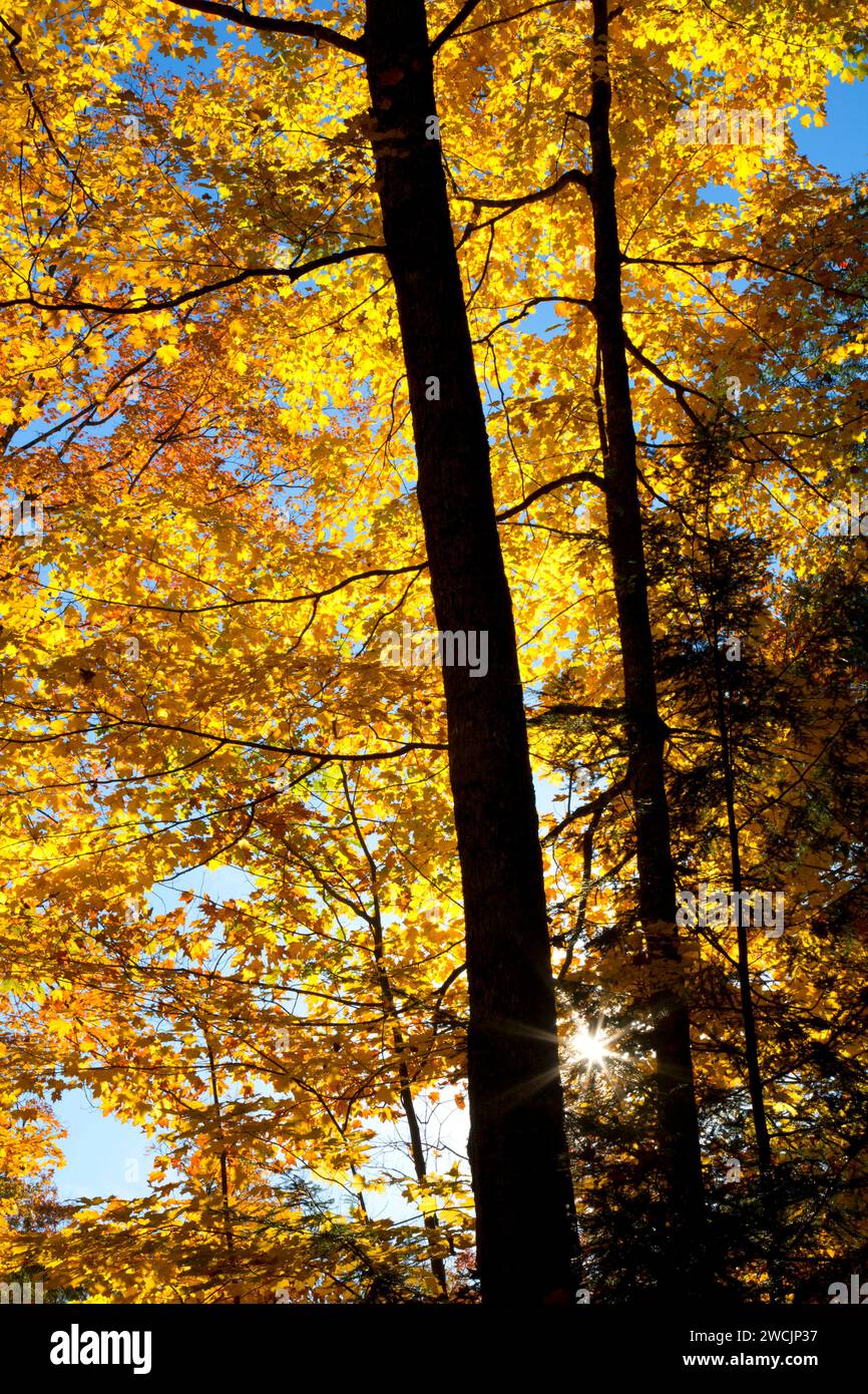 Forest along Raven Nature Trail, Northern Highland American Legion ...