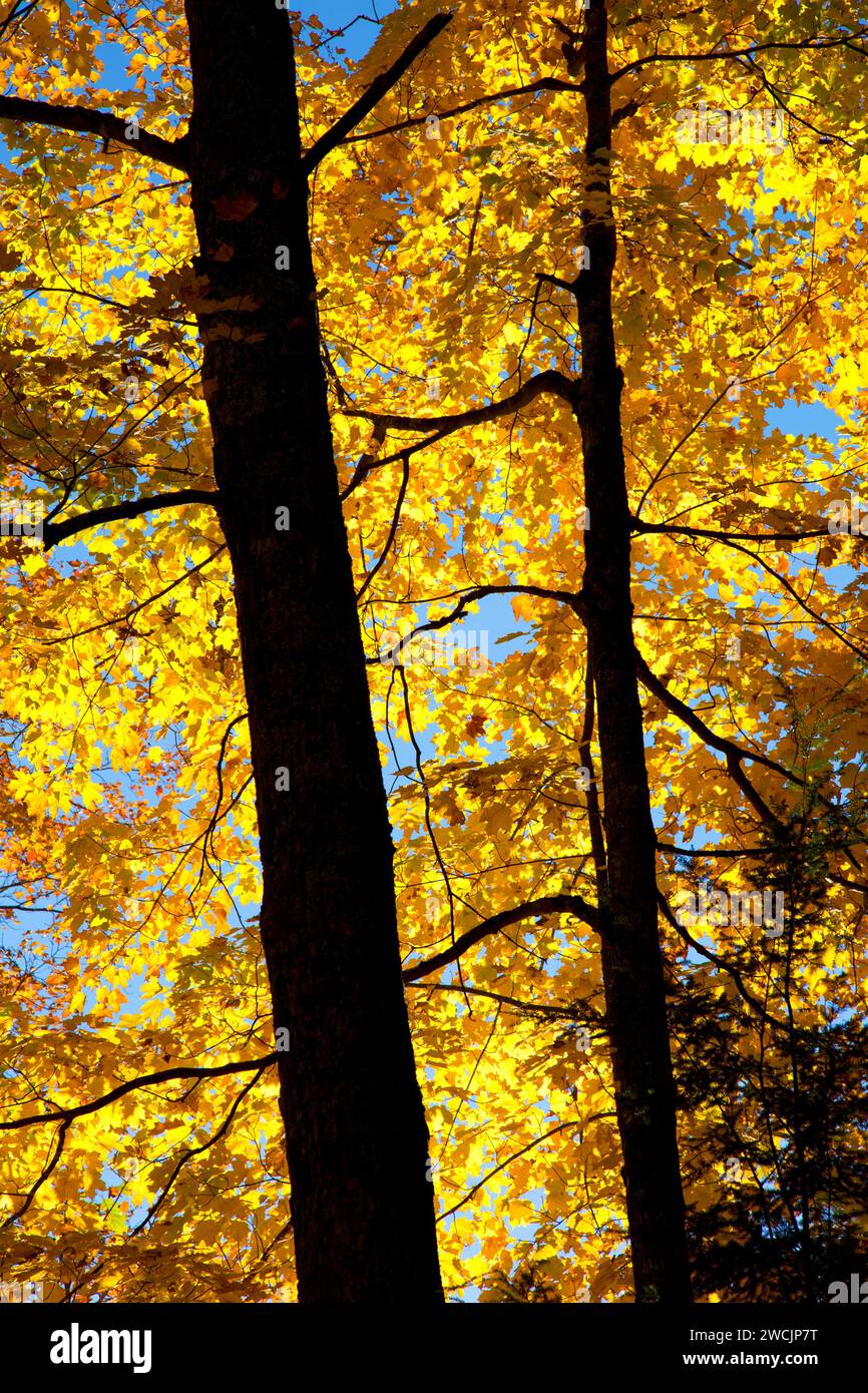 Forest along Raven Nature Trail, Northern Highland American Legion ...