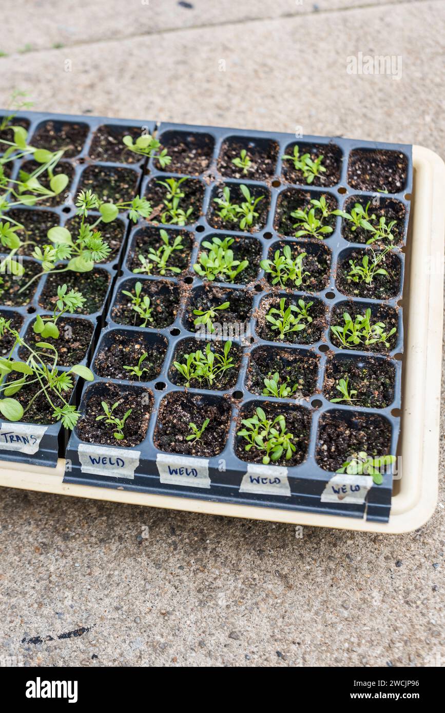 Dye Flower seeds sprouting in grow tray outdoors Stock Photo - Alamy