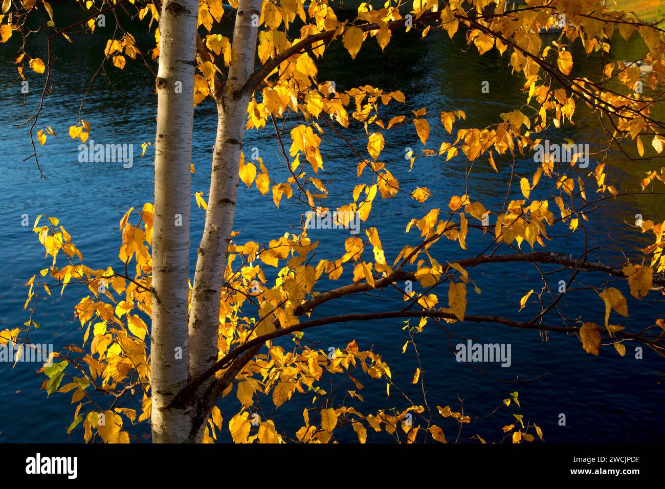 Birch along Kawaguesaga Lake, Bearskin State Trail, Minocqua, Wisconsin ...