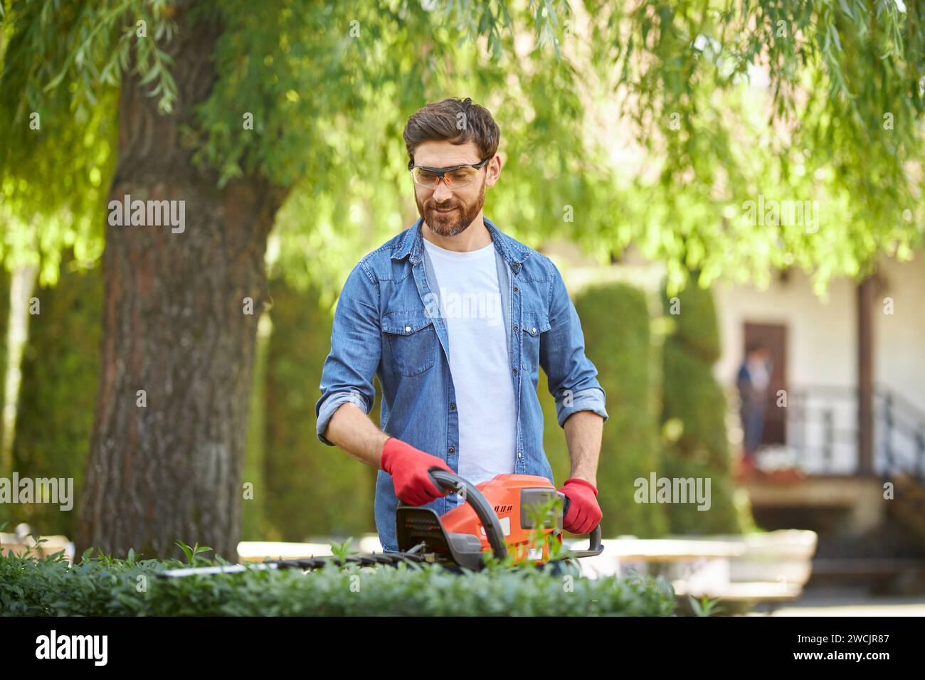 Smiling bearded male gardener cutting boxwood bush with hedge trimmer ...