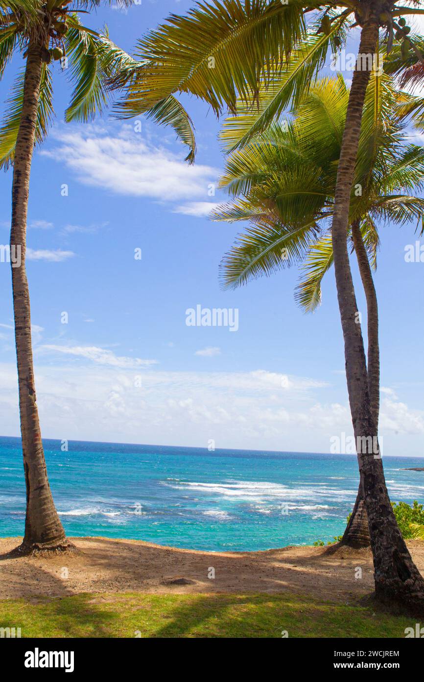 Tropical Beach View with Palm Trees and Blue Sea, San Juan, Puerto Rico ...