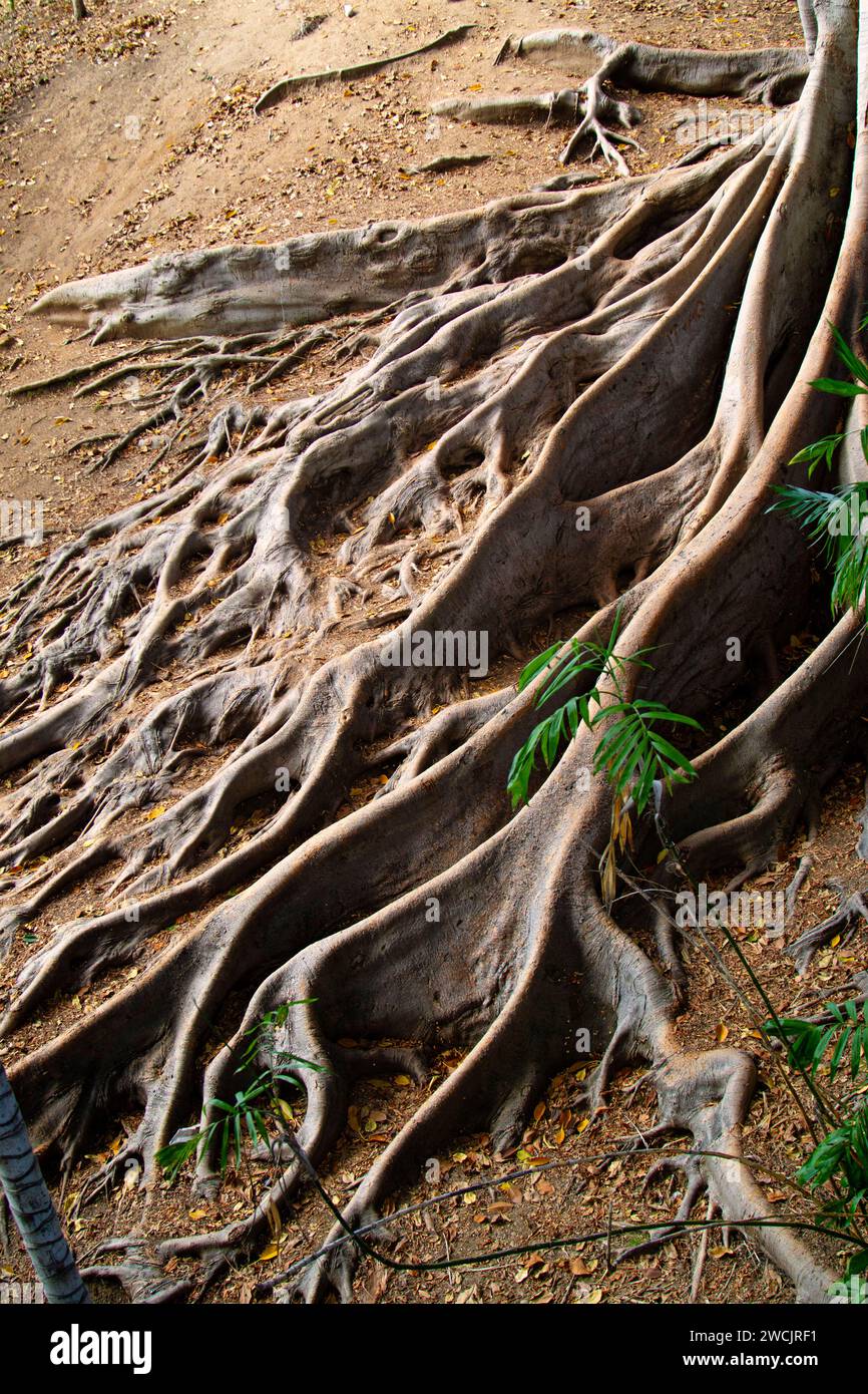 Expansive Tree Roots on Forest Floor in Natural Setting Stock Photo - Alamy