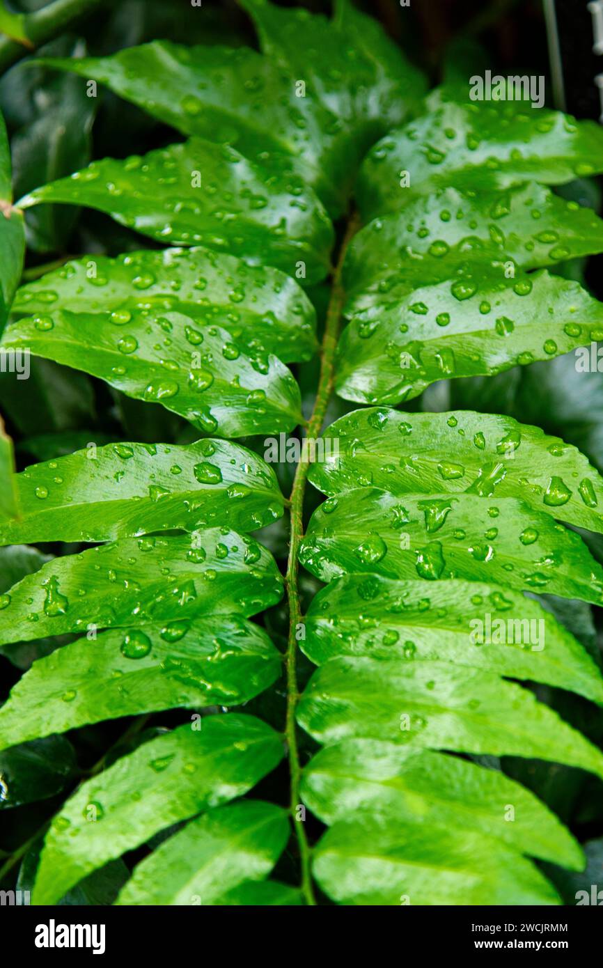 Fresh wet leaves close up hi-res stock photography and images - Alamy