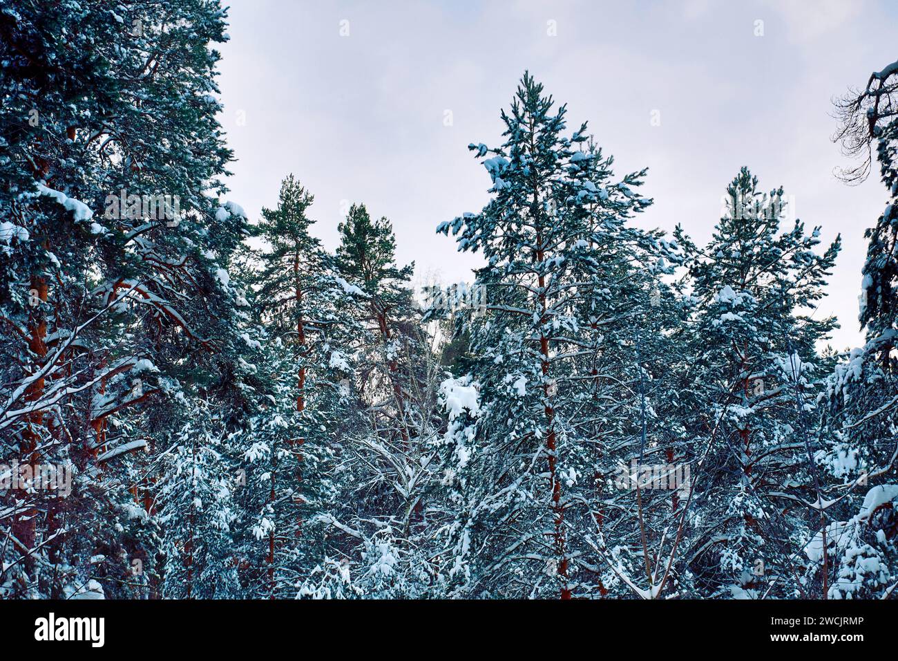 Tall trees with snow hi-res stock photography and images - Alamy