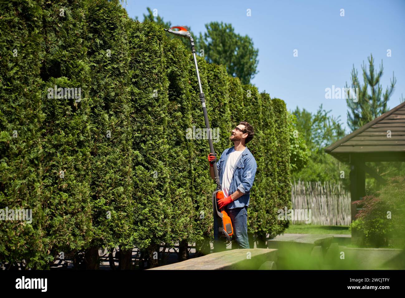 Strong male gardener cutting top of huge thujas with motorized hedge ...