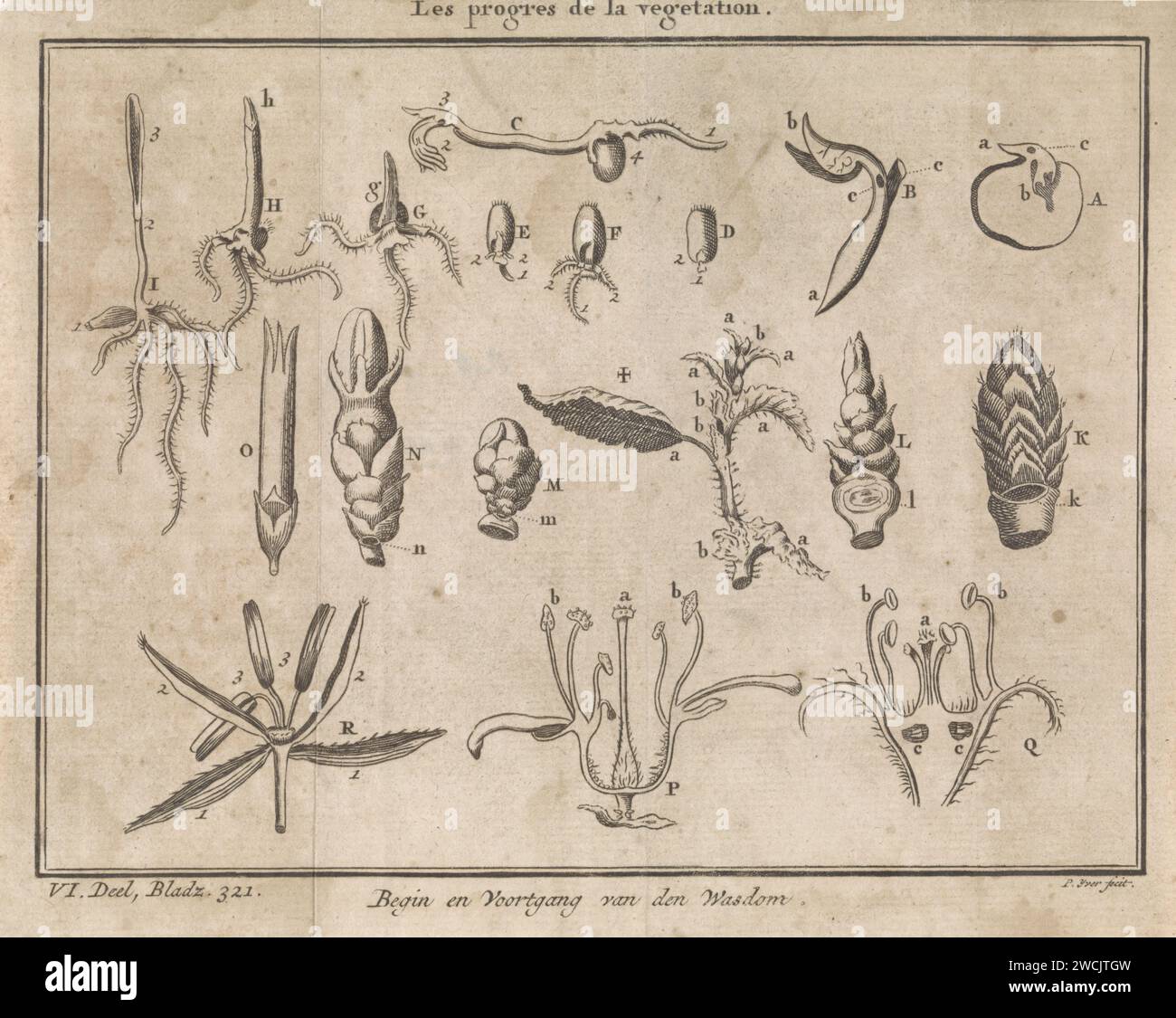 Growth of plants and flowers, Pieter Yver, 1722 - 1782 print Germinate ...