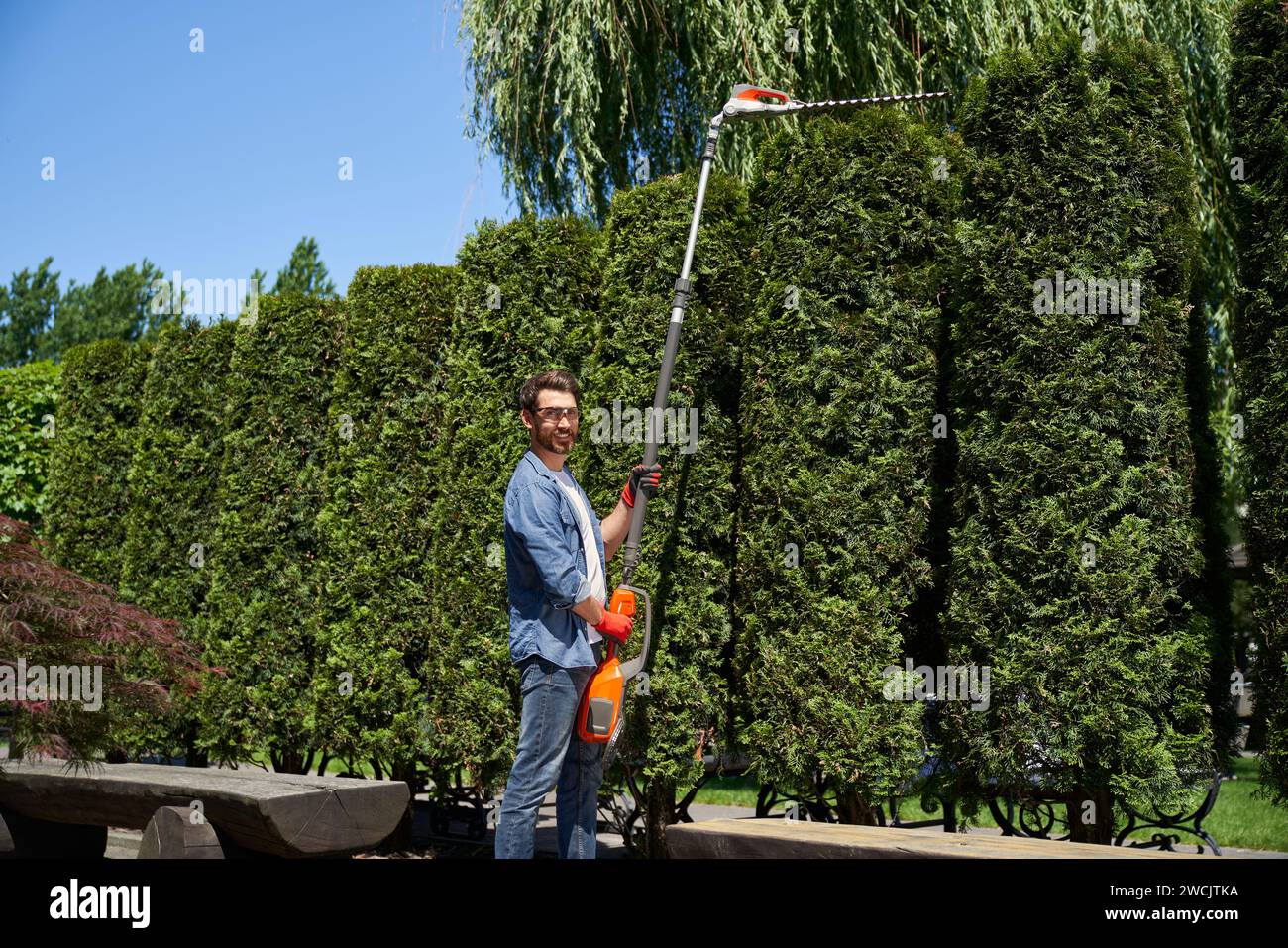 Smiling male gardener cutting top of huge thujas with motorized hedge ...