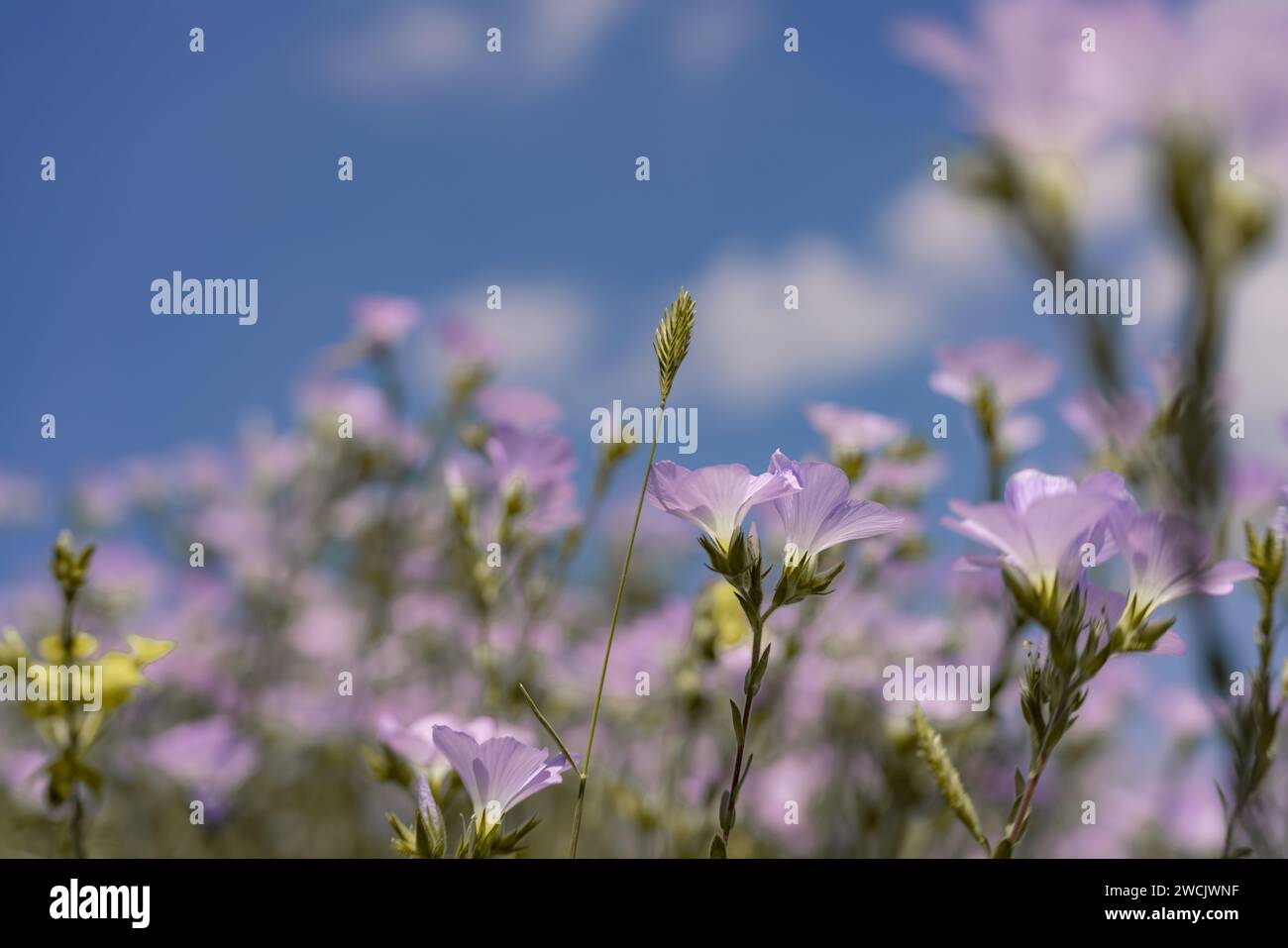 Linen field hi-res stock photography and images - Alamy