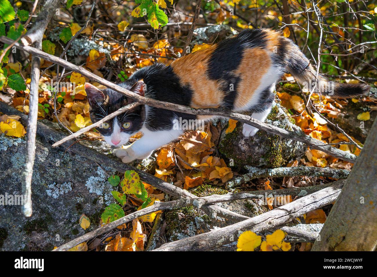 Calico kitten in nature Stock Photo - Alamy