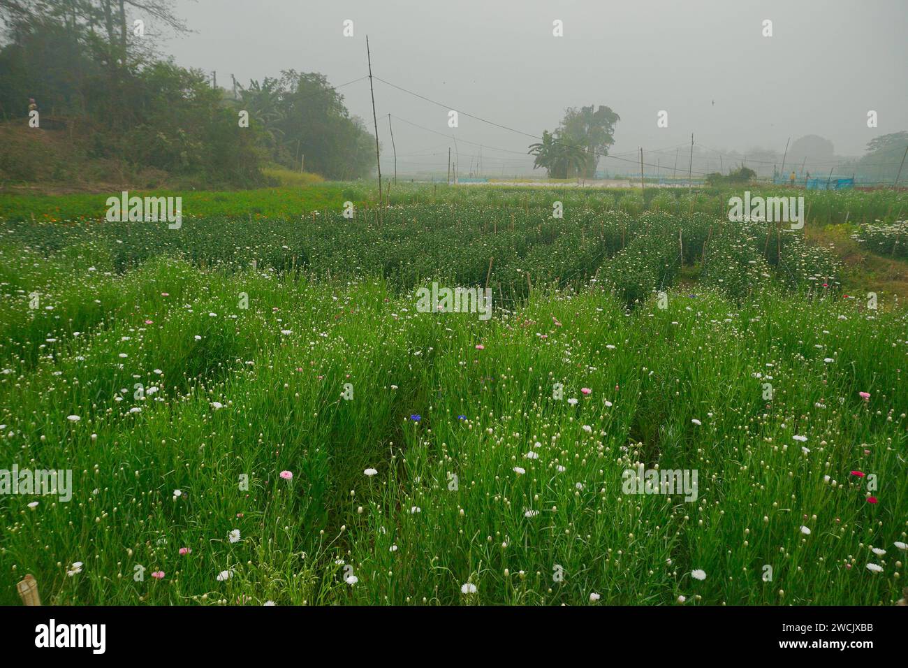 Multi-coloured aster flower garden of khirai, West bengal, India in ...