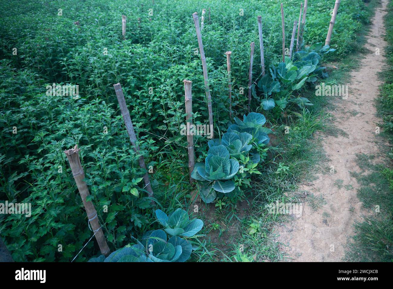 Cabbage is being harvested in vast field at Khirai, West Bengal, India ...