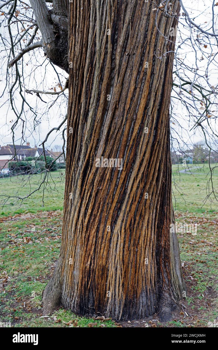 Tree with twisted bark Stock Photo - Alamy