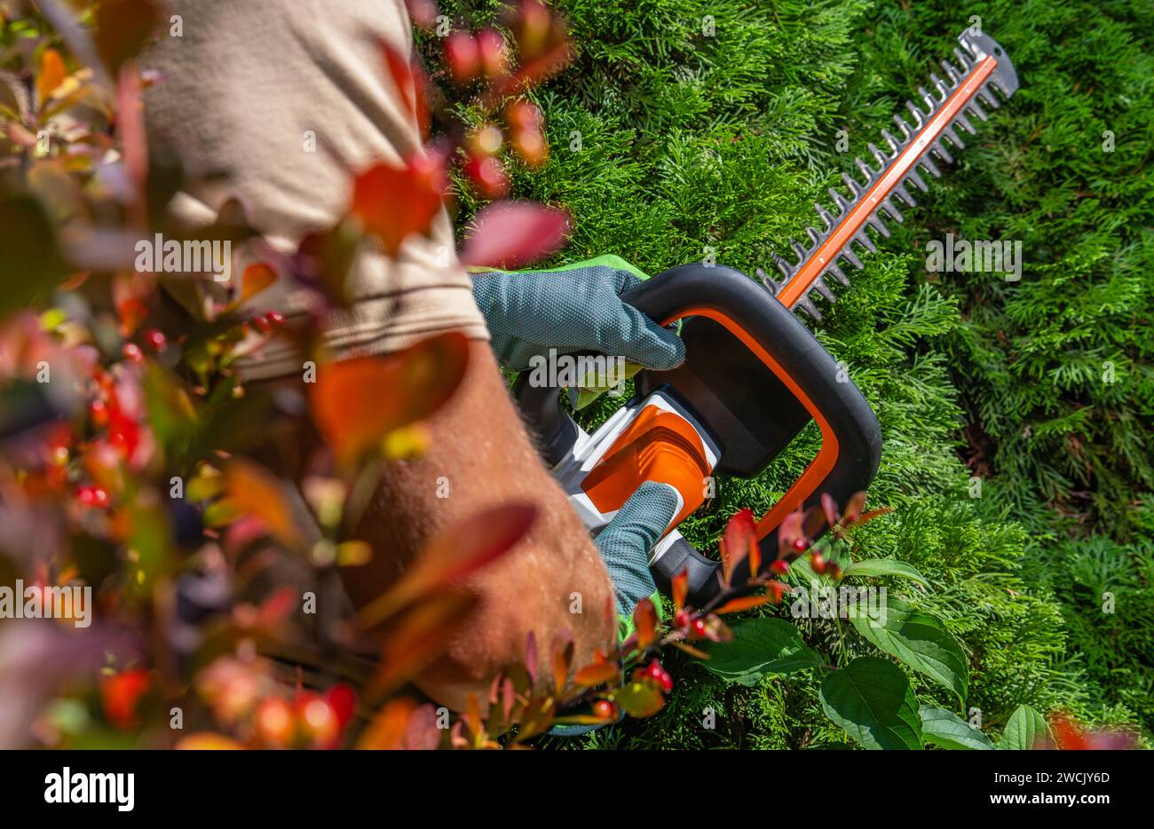 Caucasian Man Shaping Hedge Using Cordless Electric Trimmer. Gardening ...