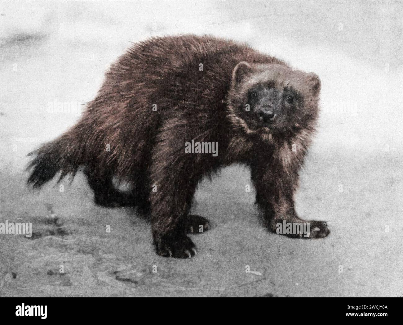 A History of Land Mammals in the Western Hemisphere - wolverine Stock ...