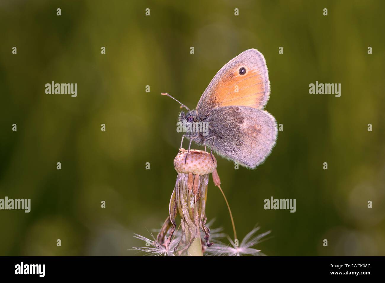 Little Meadow Bird Or Hay-bird - Coenonypha Pamphilus Stock Photo - Alamy
