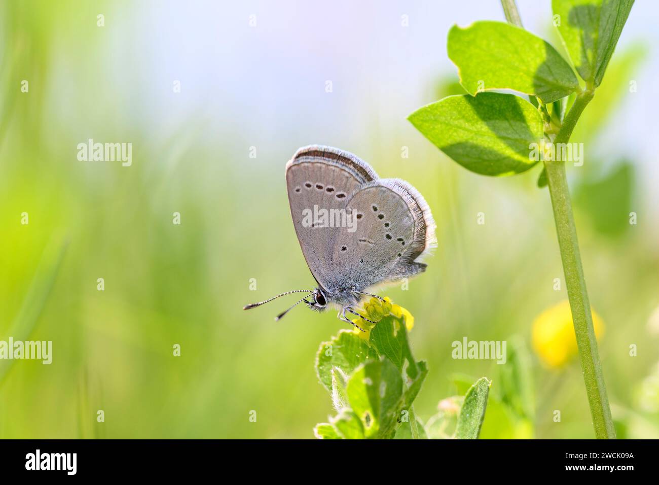The Cupido Minimus (Cupido Minimus) Is A Butterfly From The Family Of ...