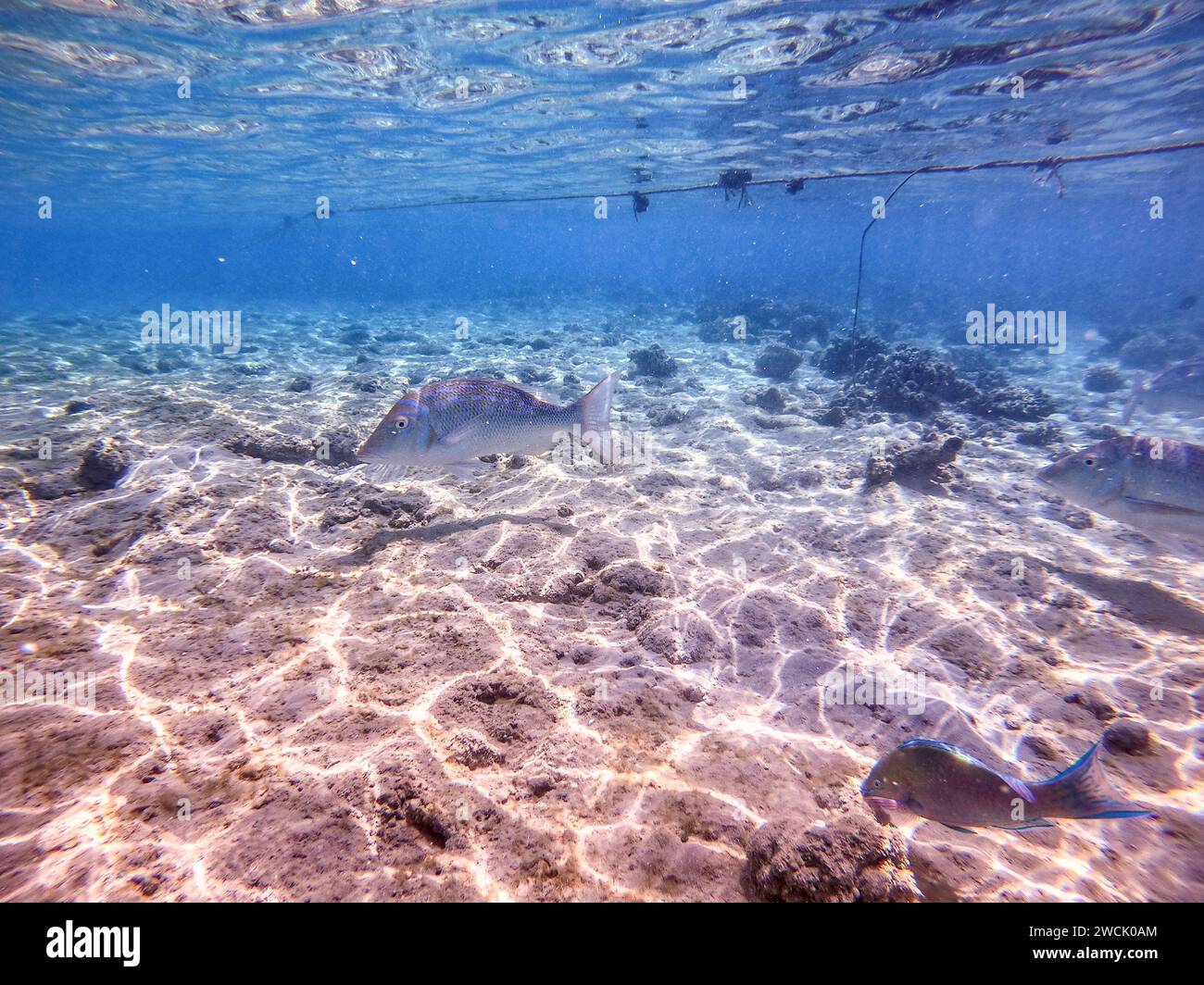 Tropical Spangled Emperor fish known as Lethrinus Nebulosus underwater ...