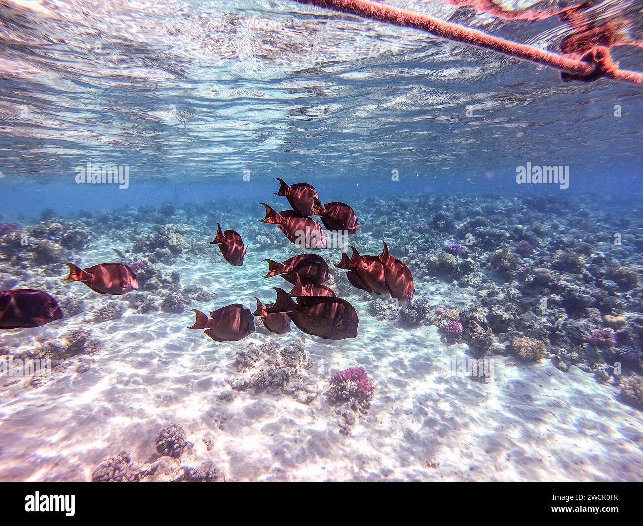 Tropical sailfin tang or Desjardin's sailfin tang known as Zebrasoma ...