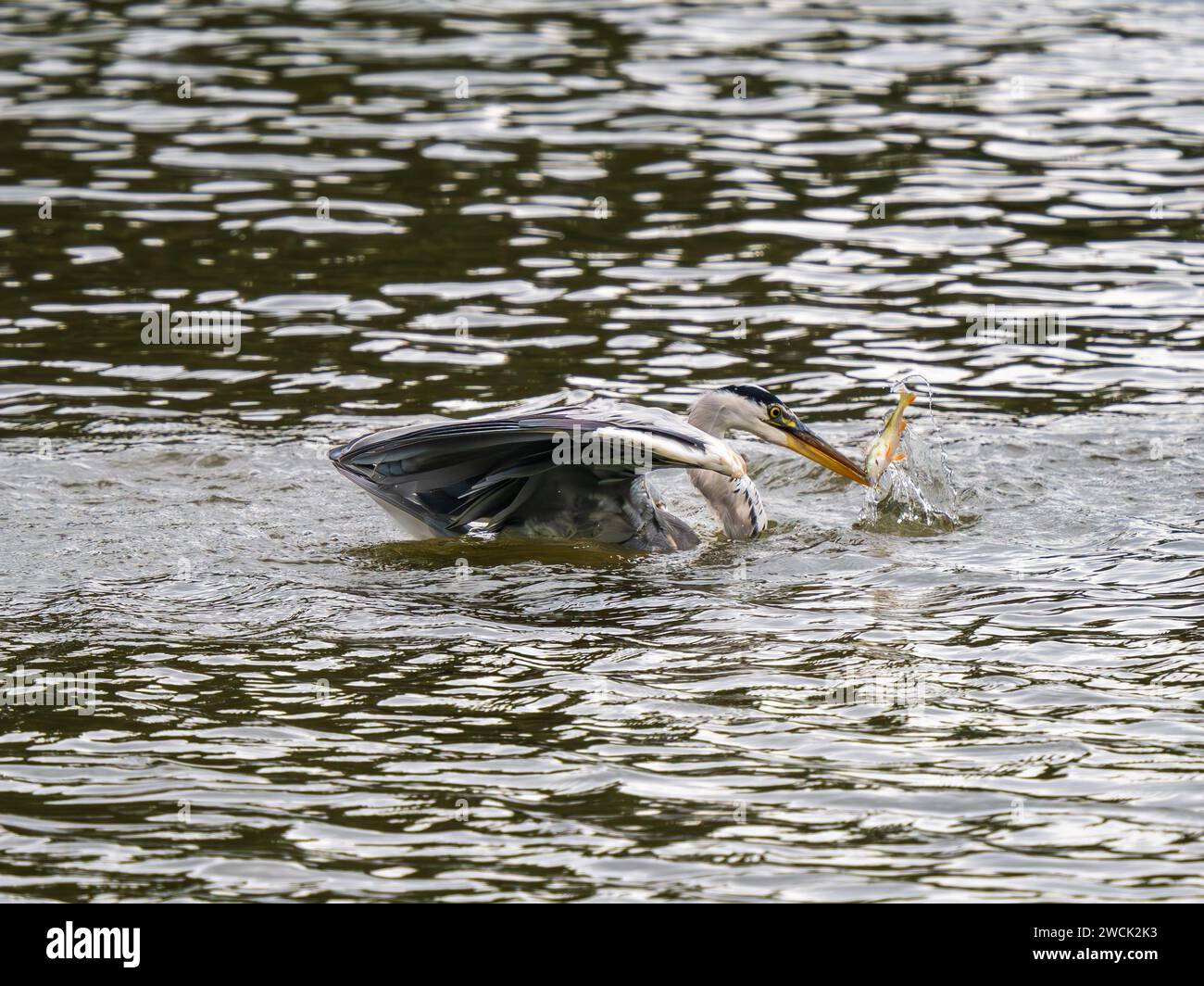 Bird capturing fish hi-res stock photography and images - Alamy