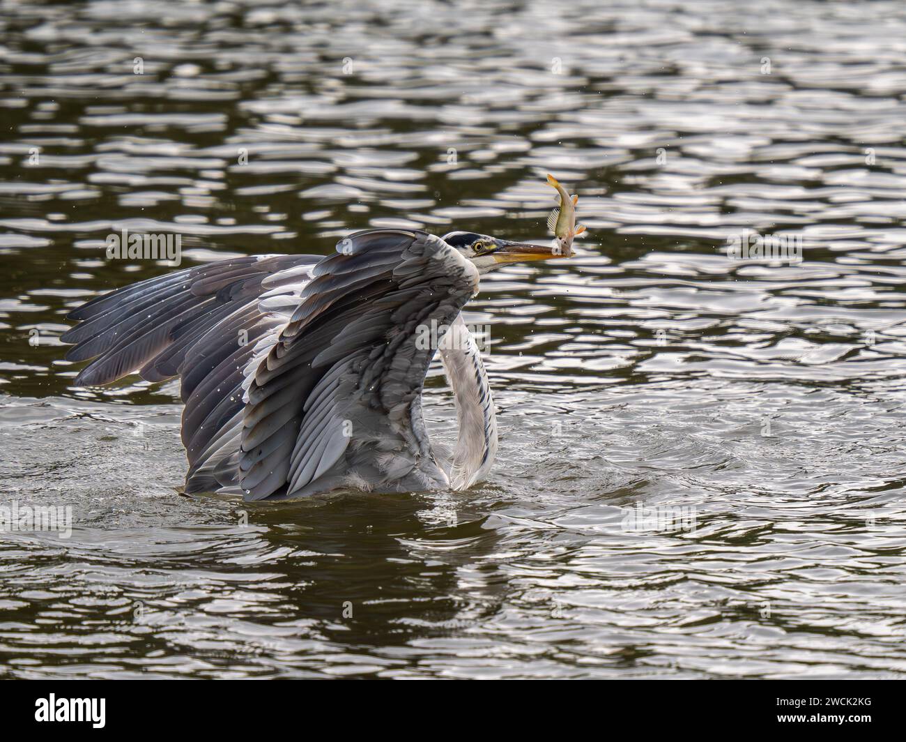 Bird capturing fish hi-res stock photography and images - Alamy